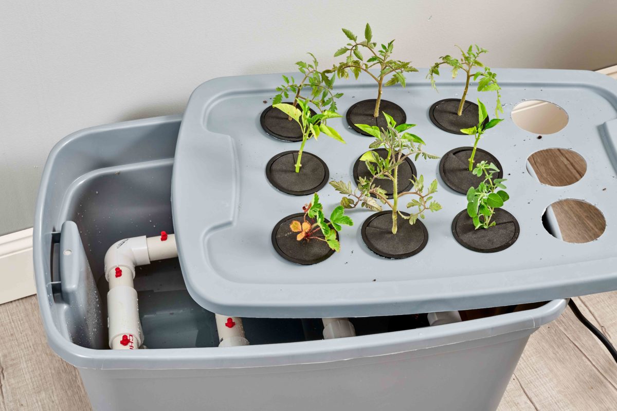 The Science Behind Hydroponic Gardening: How Plants Thrive Without Soil ...