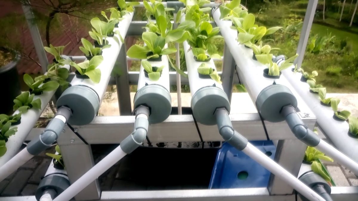 Getting Started with Hydroponic Gardening: A Step-by-Step Guide - Practical Off-Grid Living