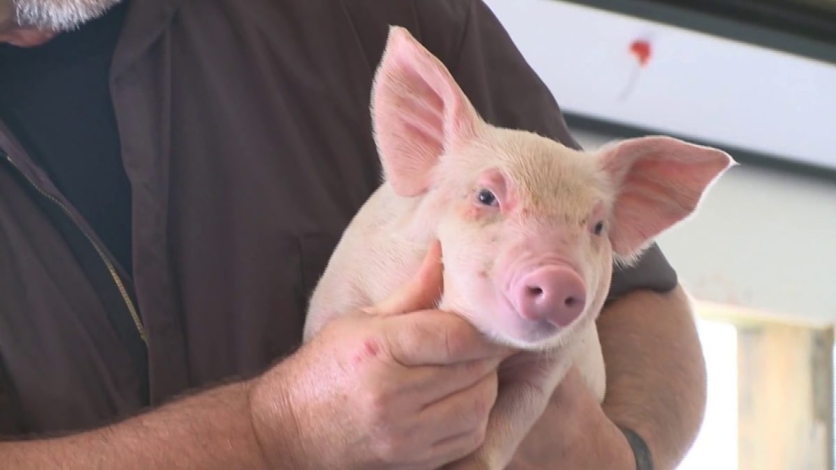 Pig Keeping for Beginners: Pork Production in Your Off-Grid Paradise - Practical Off-Grid Living