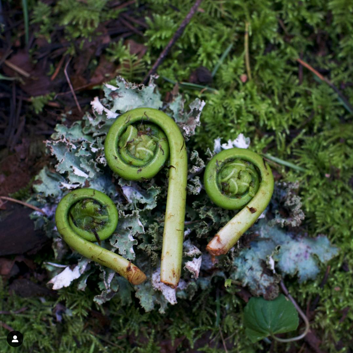 Safe and Sustainable Foraging: A How-To Guide - Practical Off-Grid Living