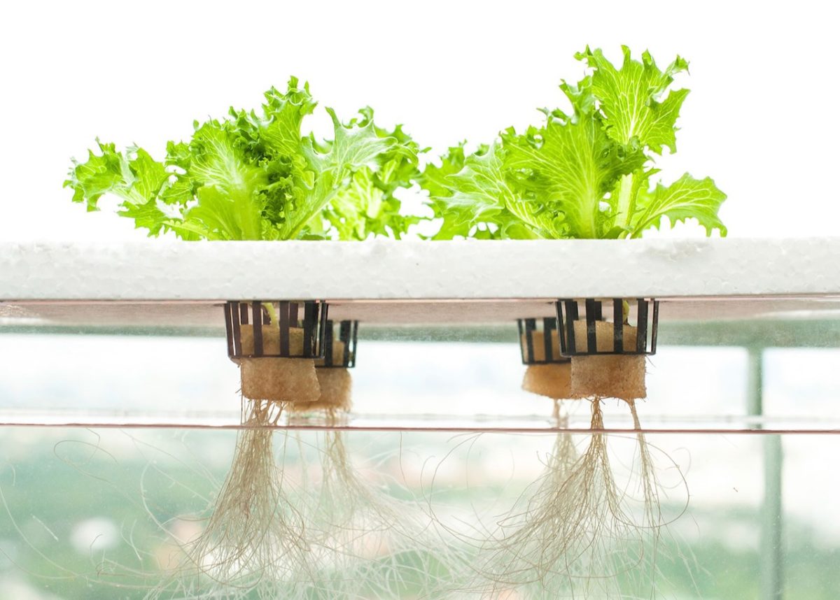 The Science Behind Hydroponic Gardening: How Plants Thrive Without Soil ...