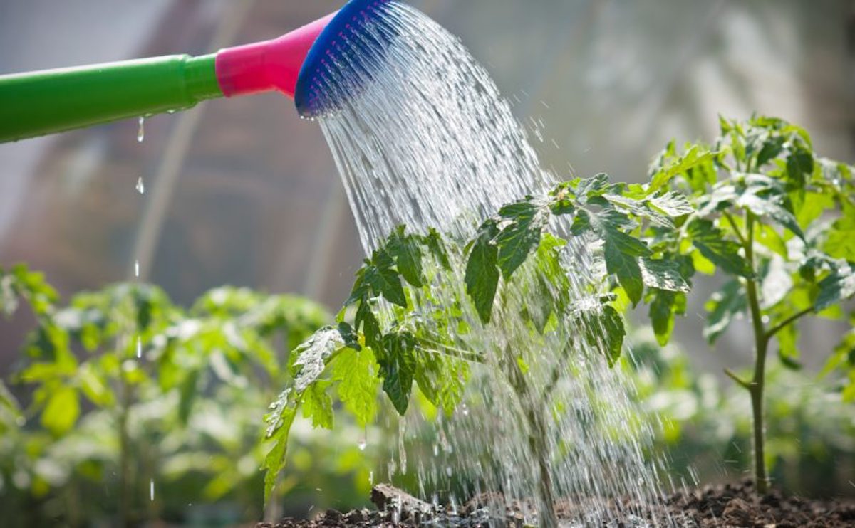 Designing a Sustainable Greywater System for Your Homestead - Practical ...