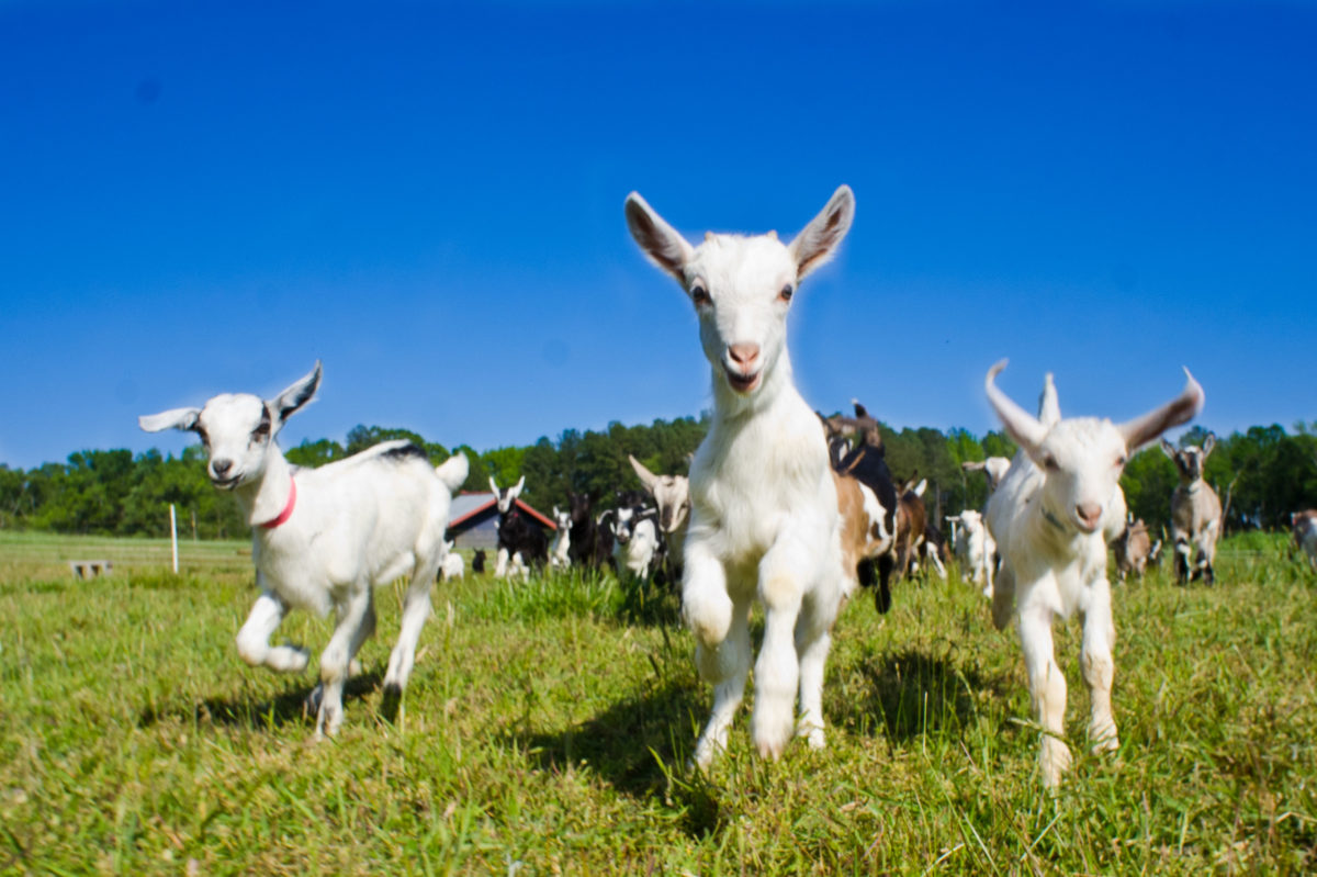 Essential Skills to Master Before Living Off the Grid with Goats ...