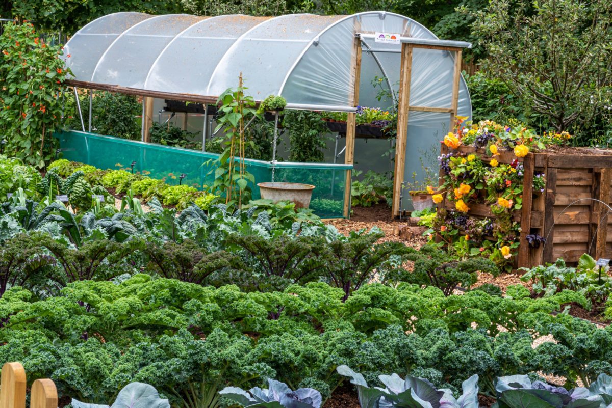 Growing Your Own Food Year-Round with a Greenhouse: A Beginner's Guide ...