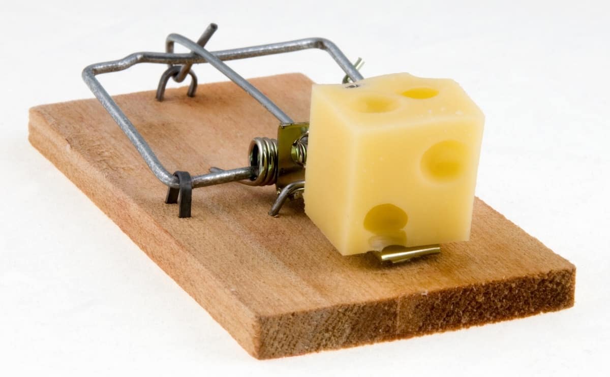 How to Build an Effective Mouse Trap That's Perfect for Off-Grid Living ...