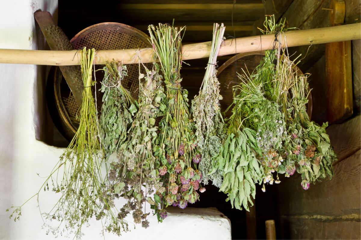 How to Harvest and Dry Herbs for Long-Term Storage - Practical Off-Grid ...