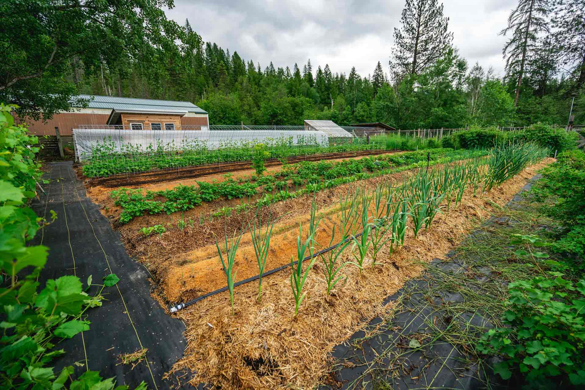 Innovative Ways to Produce Your Own Food on an Off-Grid Homestead ...