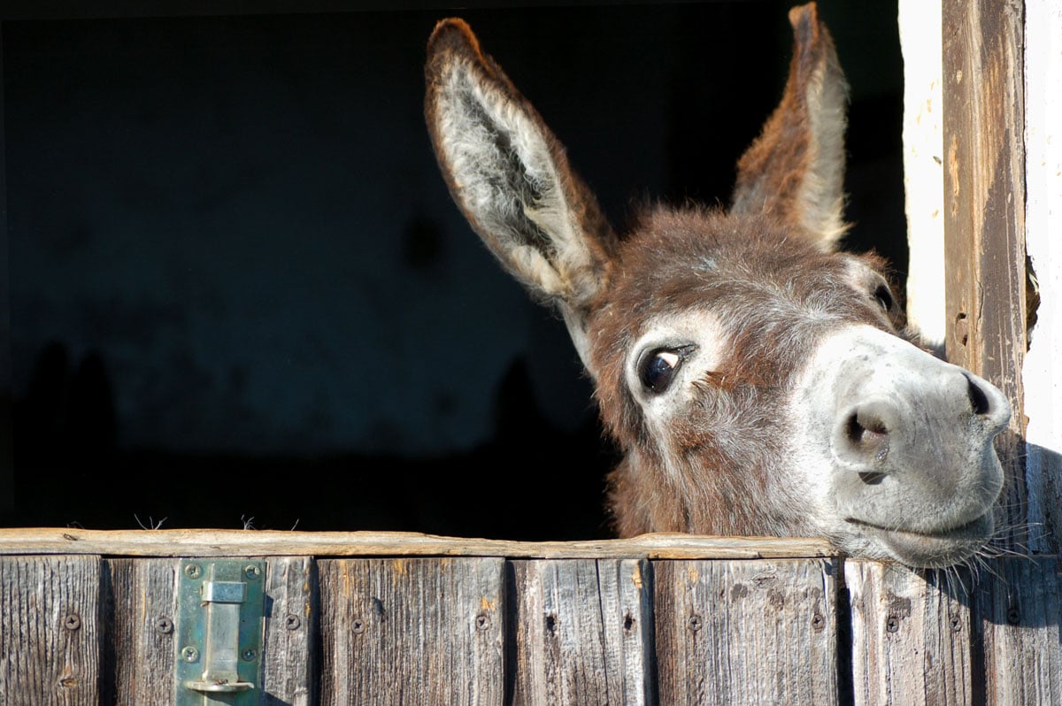The Benefits of Keeping Donkeys on Your Off-Grid Property - Practical ...